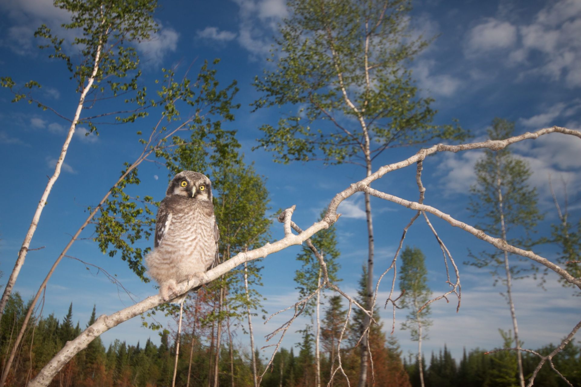 Mississippi & Superior - Ecosystem Investment Partners